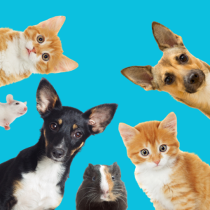 Pros and Cons of Having a Class Pet [Updated]